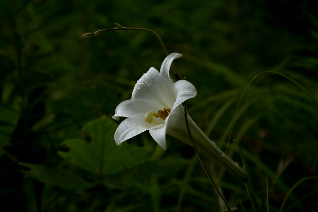 William Jason Morgan